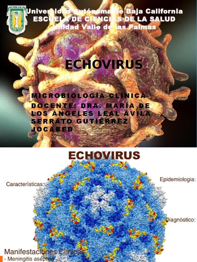 Echovirus: Infecciones y Epidemiología | PDF | Virus | Medicina