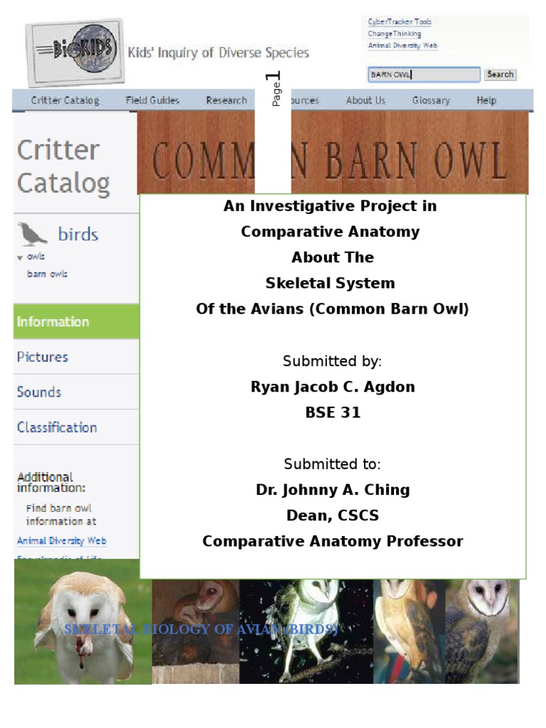 Owls Skeletal | PDF | Skeleton | Owl