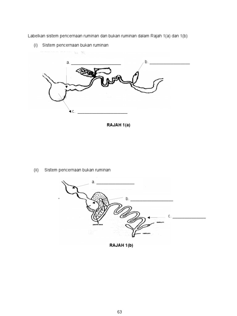 Sistem Pencernaan Haiwan Ruminan | PDF