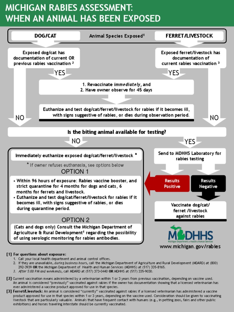 Rabies contact flowchart for animals | Rabies | Dogs