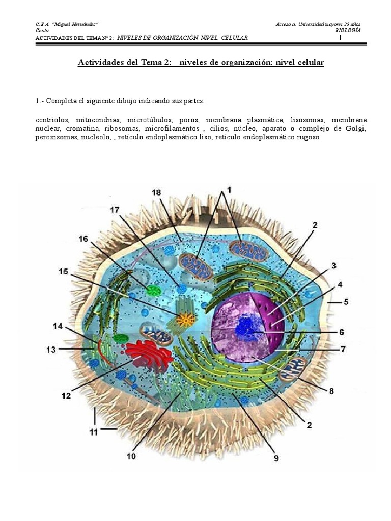 Niveles de organización celular: estructura y función de los orgánulos ...