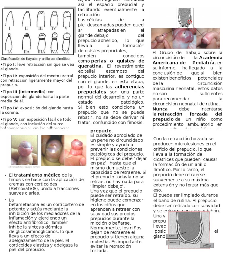 PREPUCIO | PDF | Circuncisión | Mamíferos machos