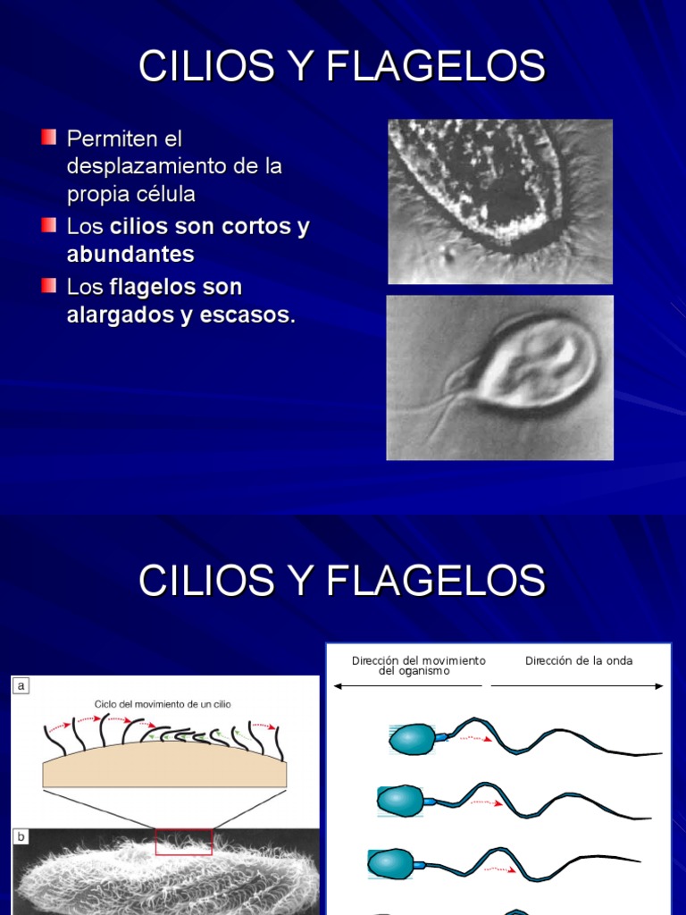 Cilios y Flagelos | PDF | Microtúbulos | Biología Celular)