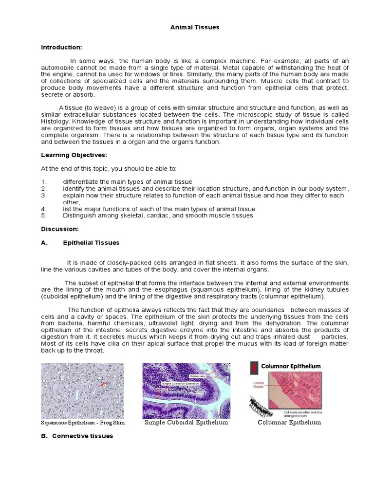 Animal Tissue Hand-Out Bio 101 | PDF | Epithelium | Tissue (Biology)