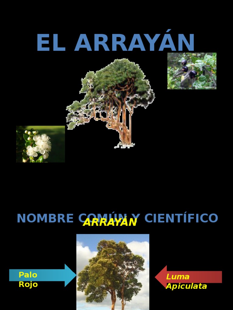 El Arrayán | PDF