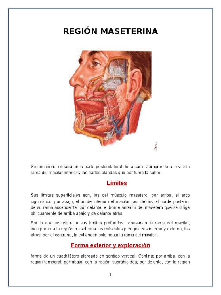 Anatomía región maseterina | Cabeza y cuello humanos | Sistema esquelético