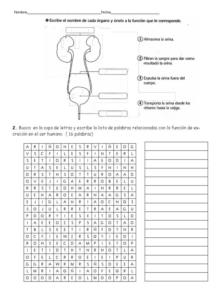 Taller 2 Sistema Urinario