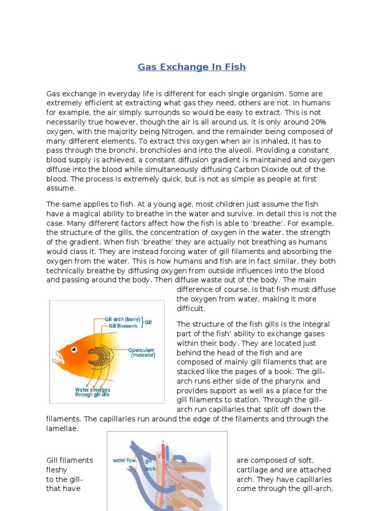 Gas Exchange in Fish | Download Free PDF | Gill | Breathing