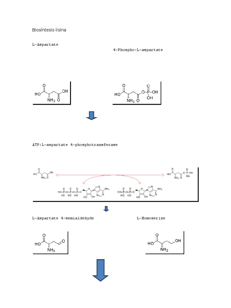 Biosíntesis Lisina | PDF | Nicotinamide Adenine Dinucleotide ...