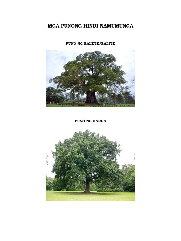 Mga Punong Hindi Namumunga