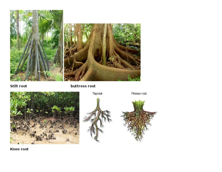 Jenis Akar Pokok | PDF