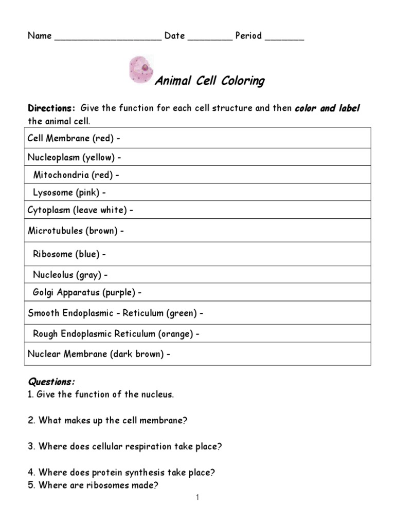 Animal Cell Coloring Guide | PDF