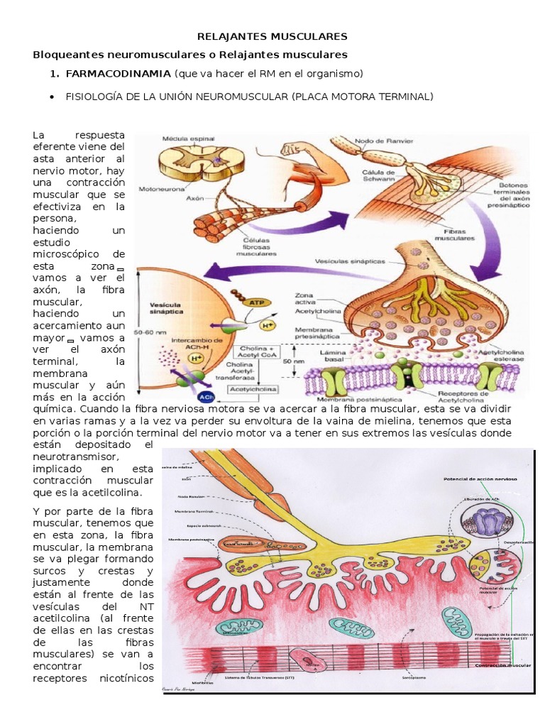 4-Relajantes-musculares