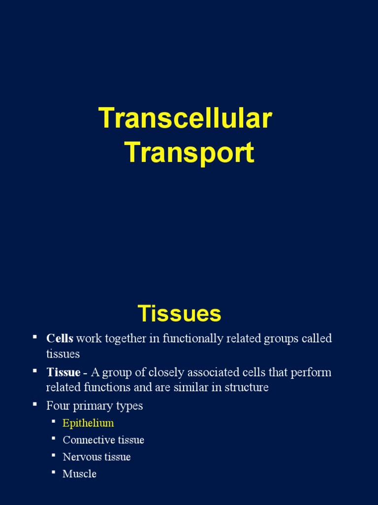 Transcellular Transport Clase 1.2 | Download Free PDF | Epithelium ...