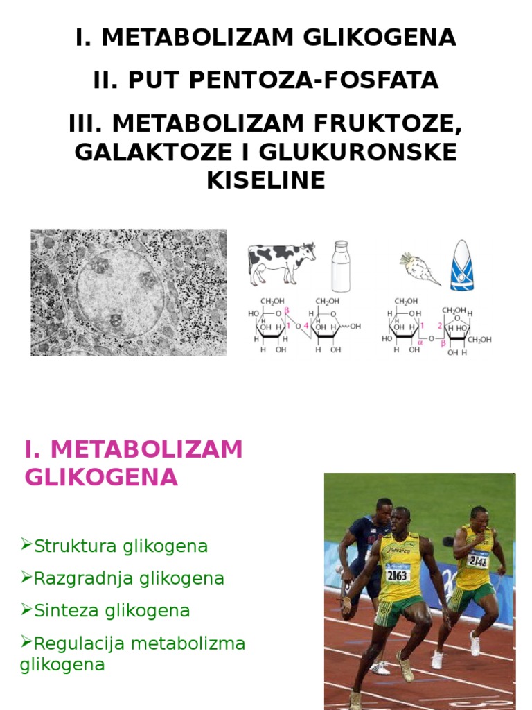 Glikogen, Put Pentoza-Fosfata, Druge Heksoze - Zvu - 2013 | PDF