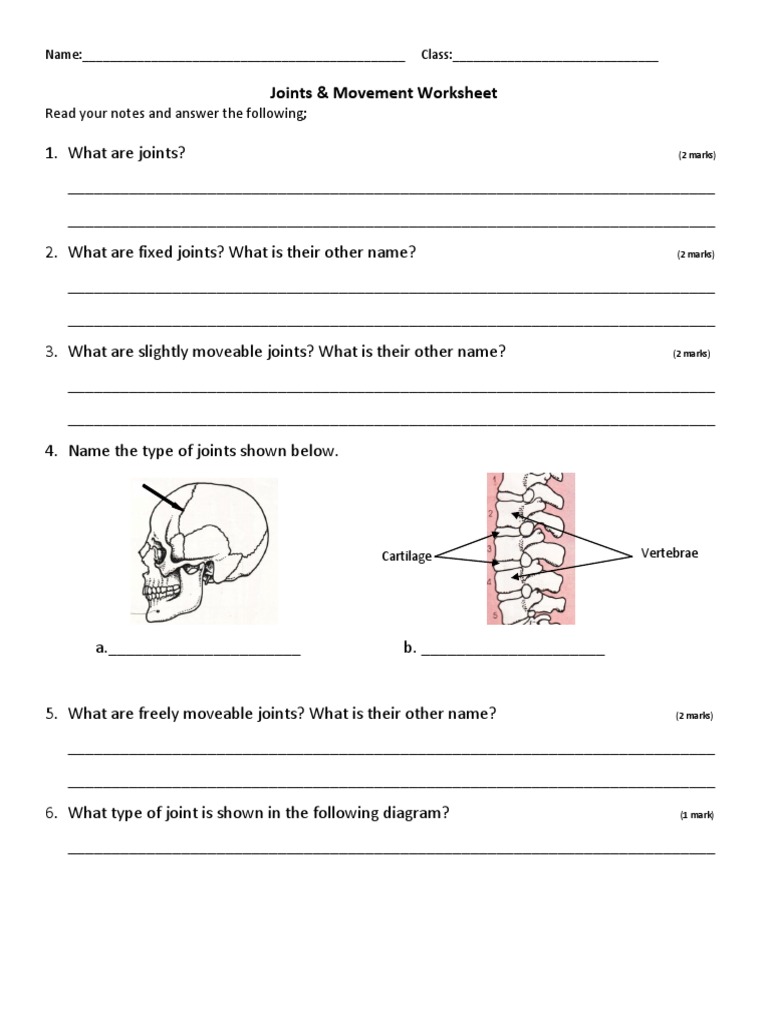 Joints & Movement Worksheet PDF | PDF | Anatomical Terms Of Motion | Joint