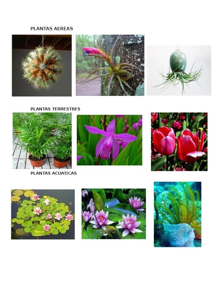 Tipos de Plantas: Aéreas, Terrestres y Acuáticas | PDF
