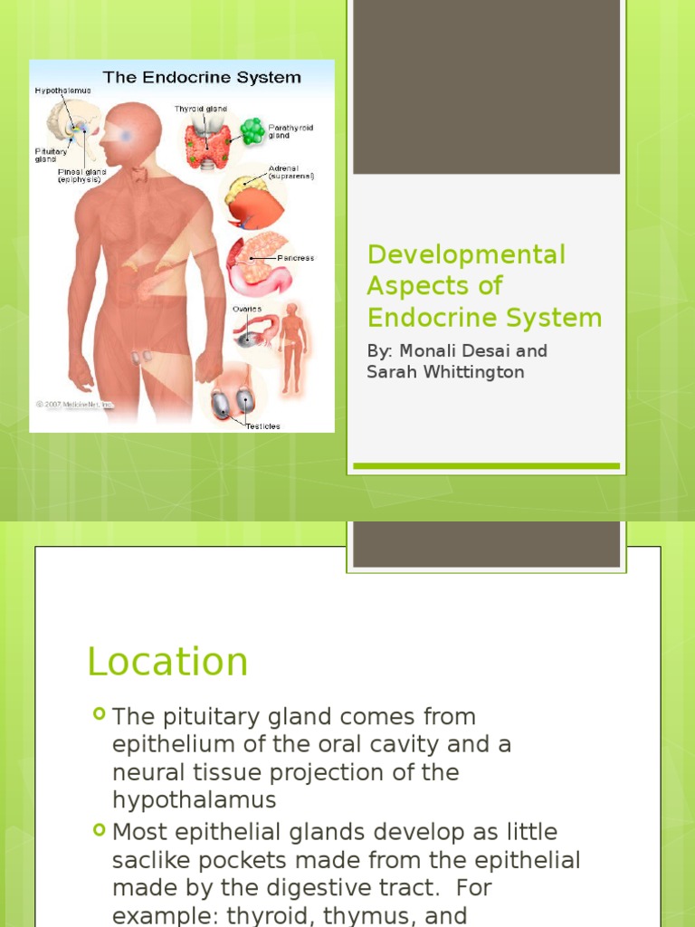 4th Block Endocrine Powerpoint | PDF | Pancreas | Adrenal Gland