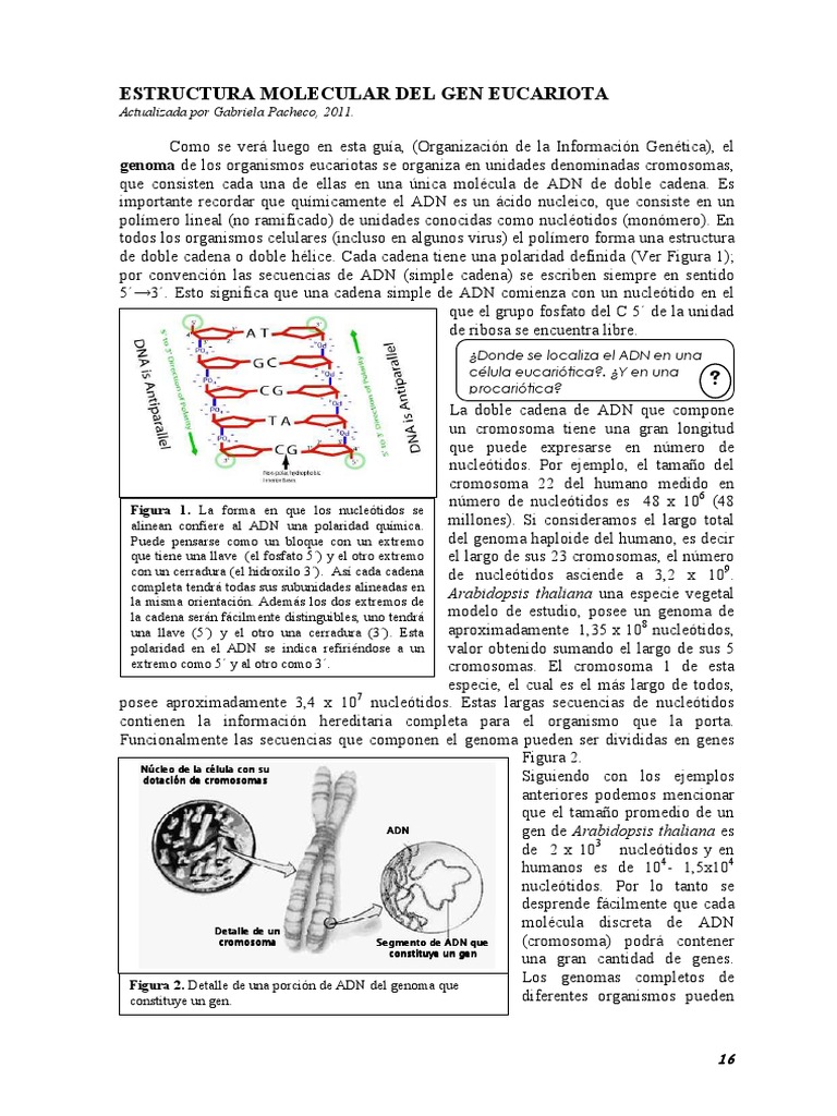 Estructura Molecular Del Gen Eucariota | PDF | Gene | Adn