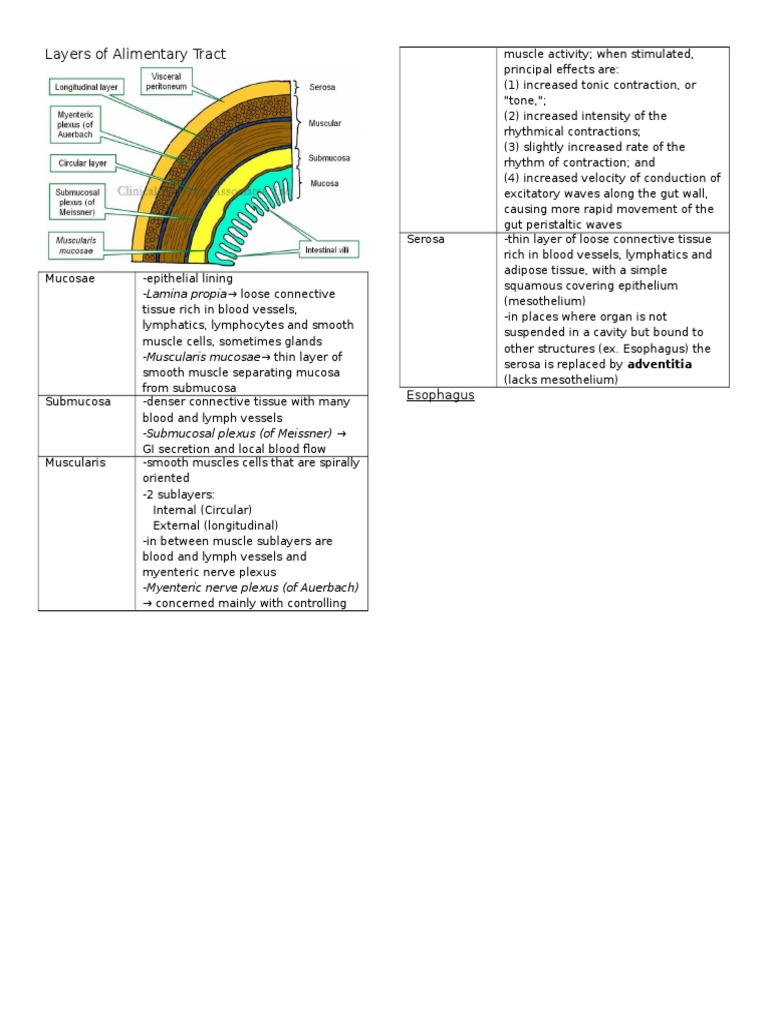 Layers of Alimentary Tract | PDF