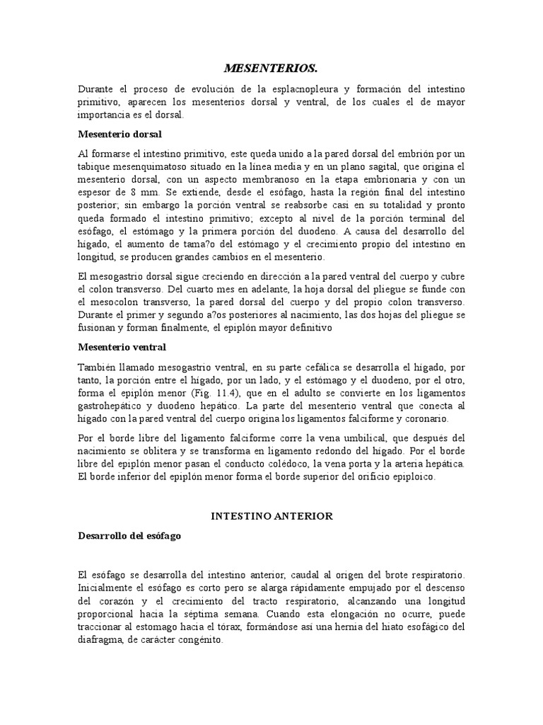 Desarrollo del mesenterio dorsal | PDF | Esófago | Estómago