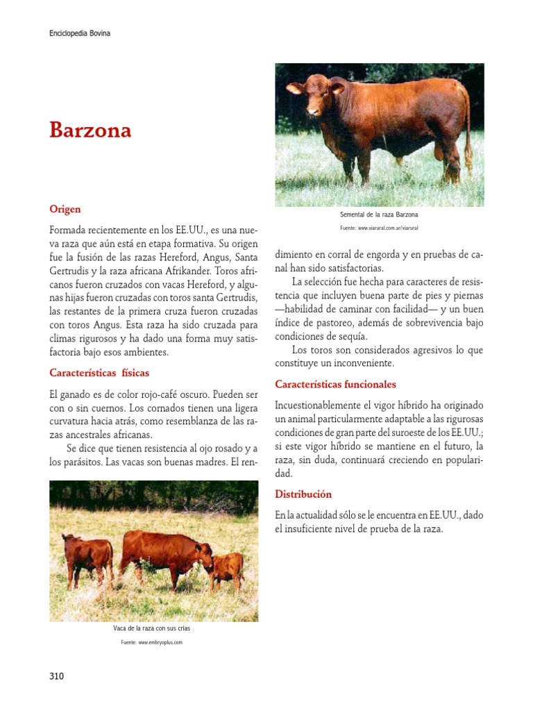 Raza Barzona: Adaptabilidad y Origen | PDF
