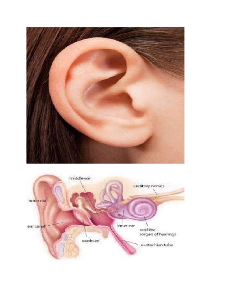 Anatomy of The Ear | PDF | Ear | Facial Features