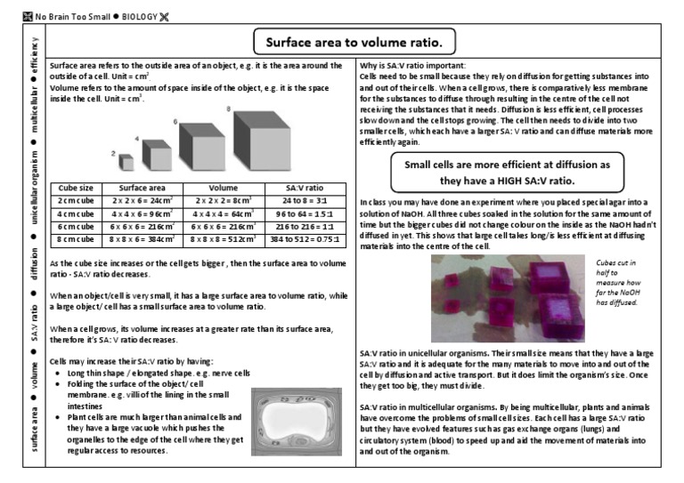 Surface Area To Volume Ratio | PDF | Surface Area | Cell (Biology)