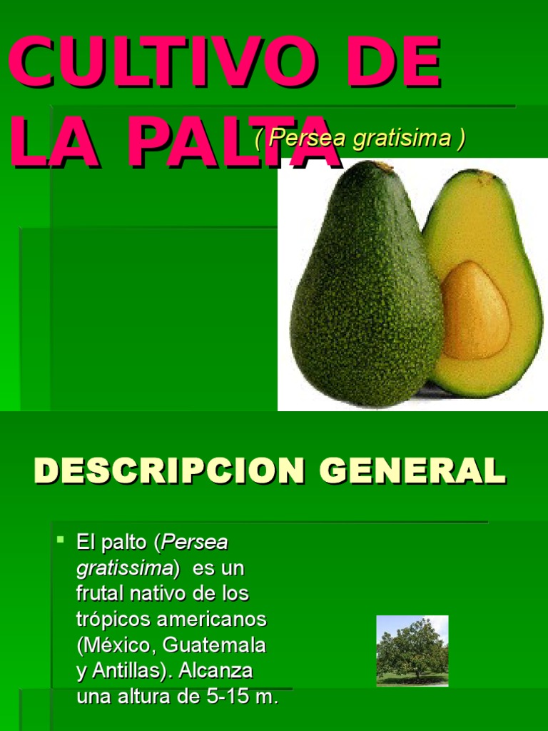 Cultivo de La Palta | PDF | Aguacate | Hoja