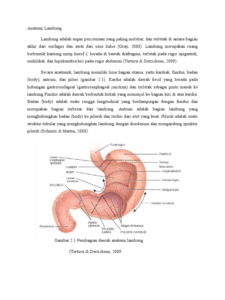 Anatomi Lambung | PDF