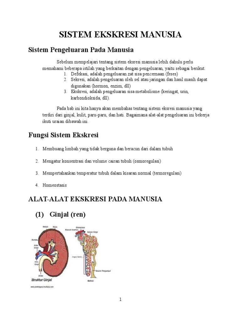 Buku Siswa Sistem Ekskresi Manusia+lppd | PDF