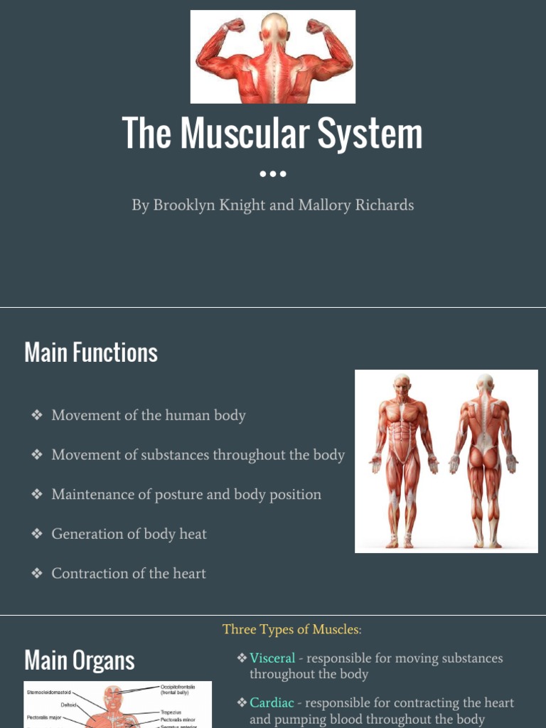 Overview of the Muscular System | PDF | Wellness | Science & Mathematics