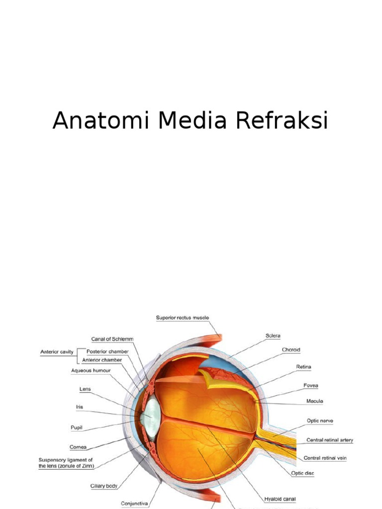 Anatomi Media Refraksi | PDF