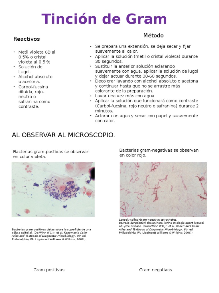 Tinción de Gram | PDF