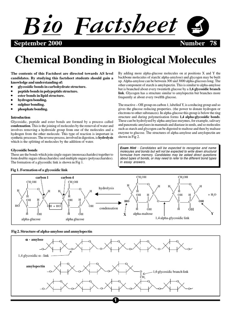 Bonds in Biological Molecules Explained | PDF