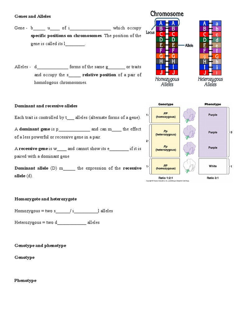 Genes and Alleles | PDF
