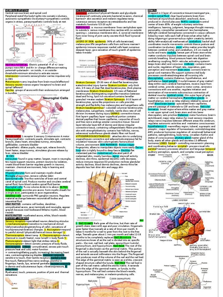 Anatomy One Pager G&a | Download Free PDF | Skin | Cerebrum