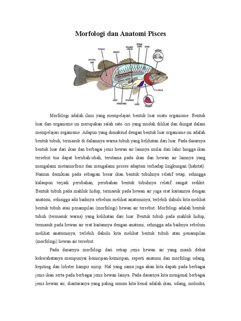 Morfologi dan Anatomi Ikan Pisces | PDF