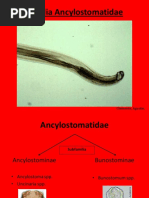 Stephanurus Dentatus | PDF