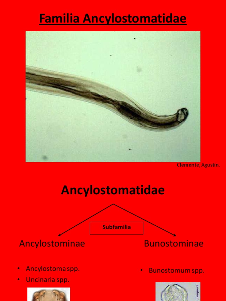 Familia Ancylostomatidae | PDF