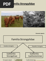 Stephanurus Dentatus | PDF