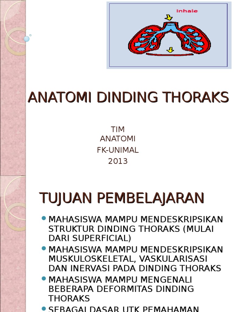 Anatomi Dinding Thoraks | PDF
