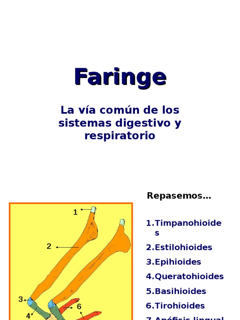 Faringe | PDF | Órgano (anatomía) | Anatomia animal