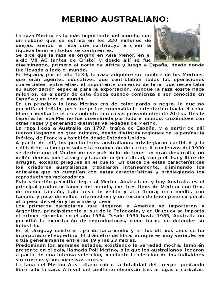 Historia y Evolución del Merino Australiano | PDF | Lana | Australia