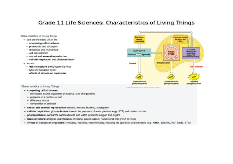 Grade 11 Life Sciences | PDF