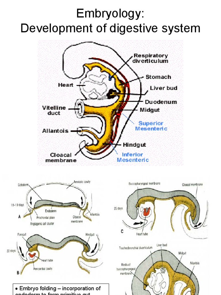 Embriologi.pdf | Gastrointestinal Tract | Large Intestine