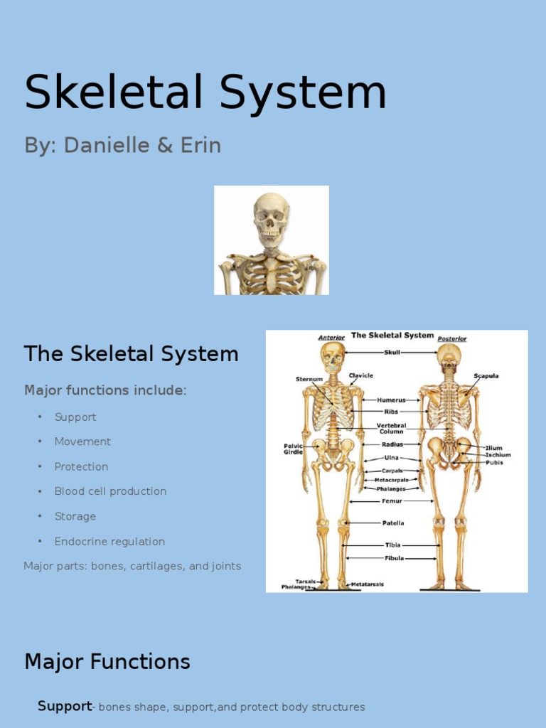 Skeletal System | PDF