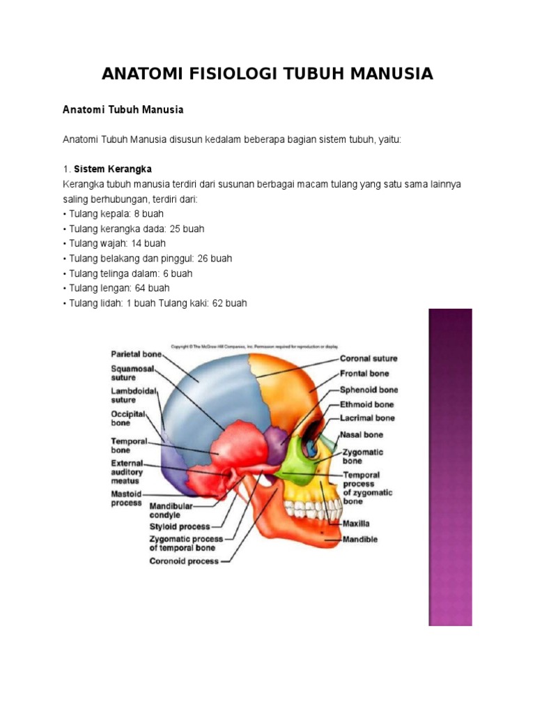 Anatomi Fisiologi Tubuh Manusia | PDF