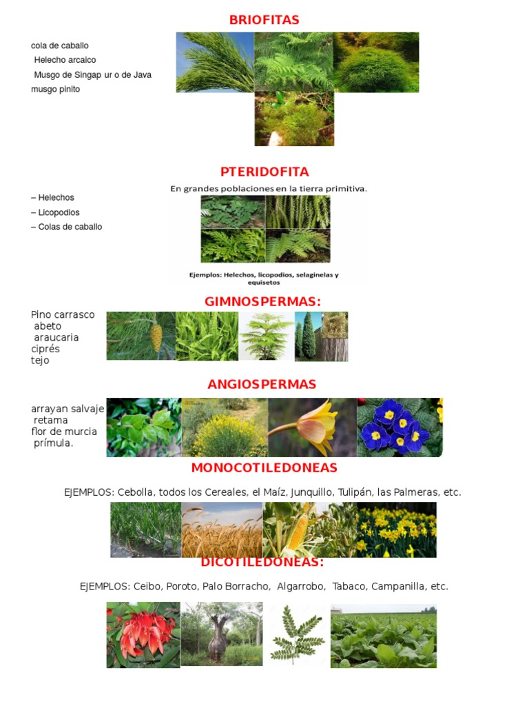 Ejemplos De Briofitas EcologíaVerde On X: "Plantas No Vasculares: