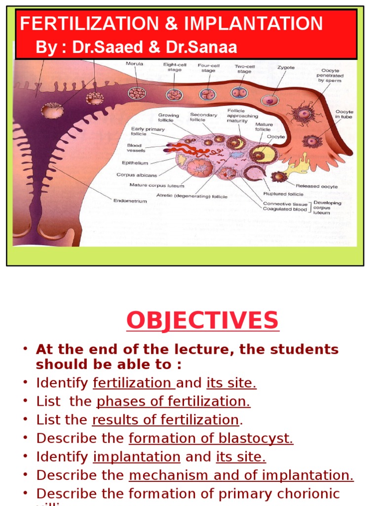 Fertilization & Implantation | Implantation (Human Embryo) | Fertilisation